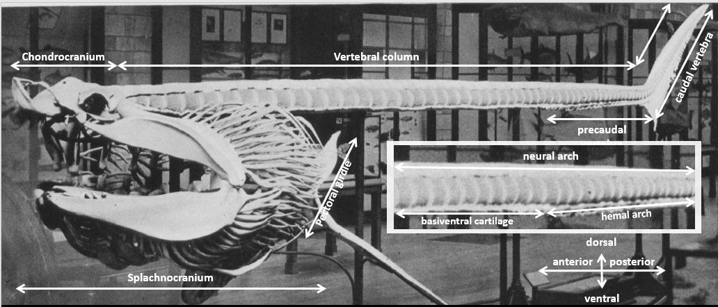 Gourock sea serpent, 1942 - Globster, Blobs and more