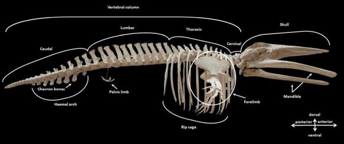 Beaked monster lizard of Glacier Island, 1930 - Globster, Blobs and more