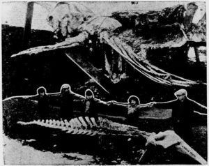 Beaked monster lizard of Glacier Island, 1930 - Globster, Blobs and more